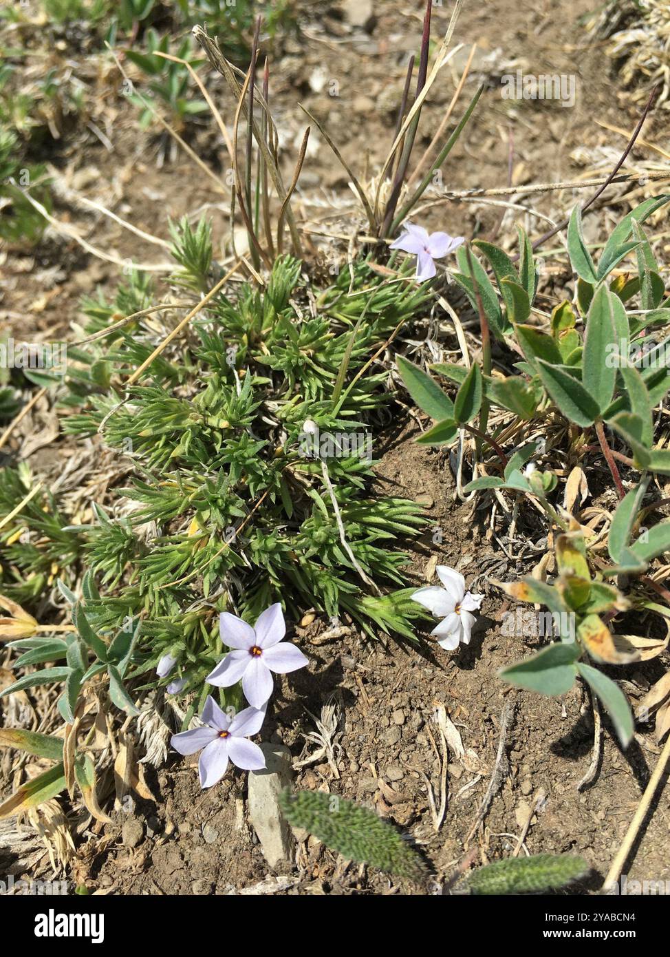 dwarf phlox (Phlox condensata) Plantae Stock Photo - Alamy