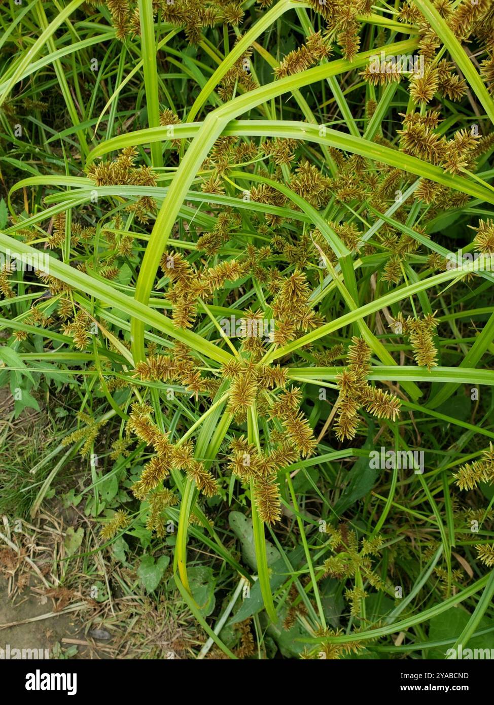redroot flatsedge (Cyperus erythrorhizos) Plantae Stock Photo - Alamy