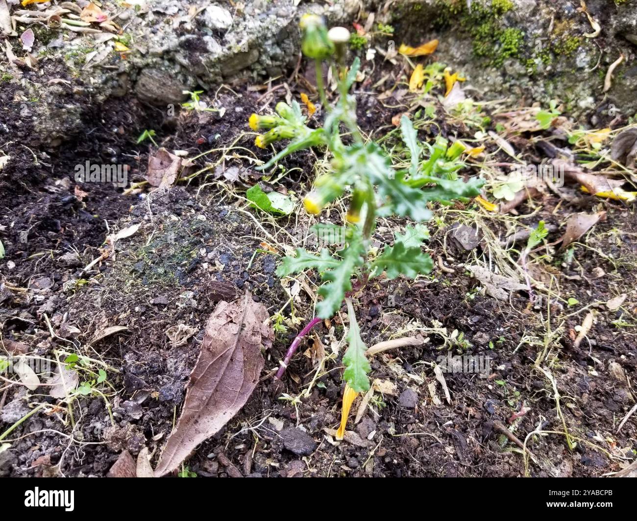 common groundsel (Senecio vulgaris) Plantae Stock Photo - Alamy