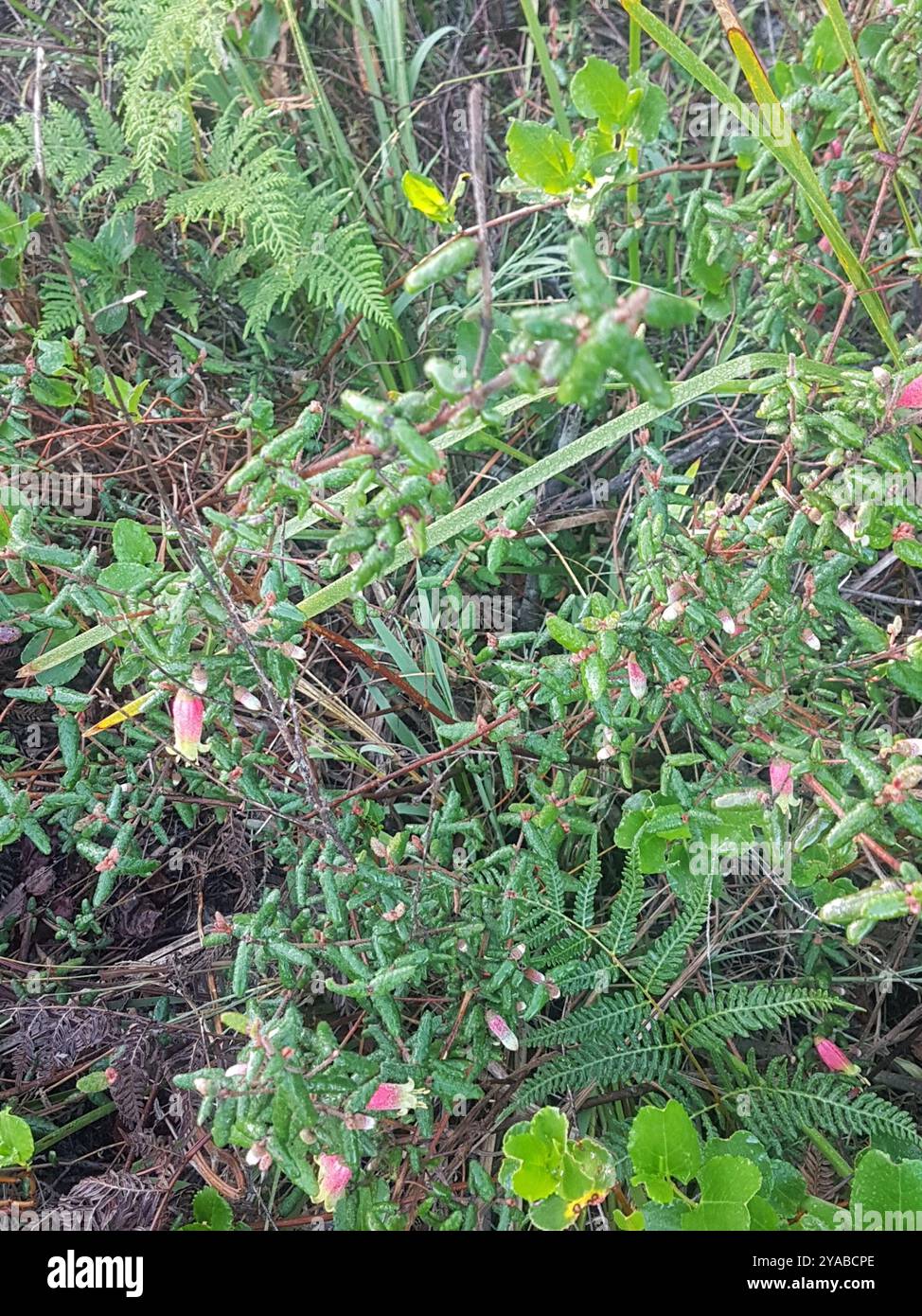 Common Correa (Correa reflexa) Plantae Stock Photo - Alamy