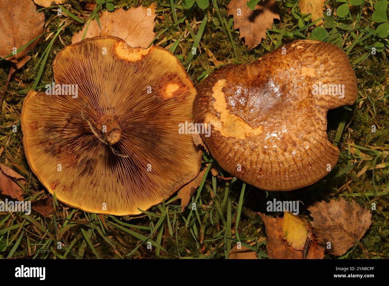 Brown Roll-Rim (Paxillus involutus) Fungi Stock Photo - Alamy