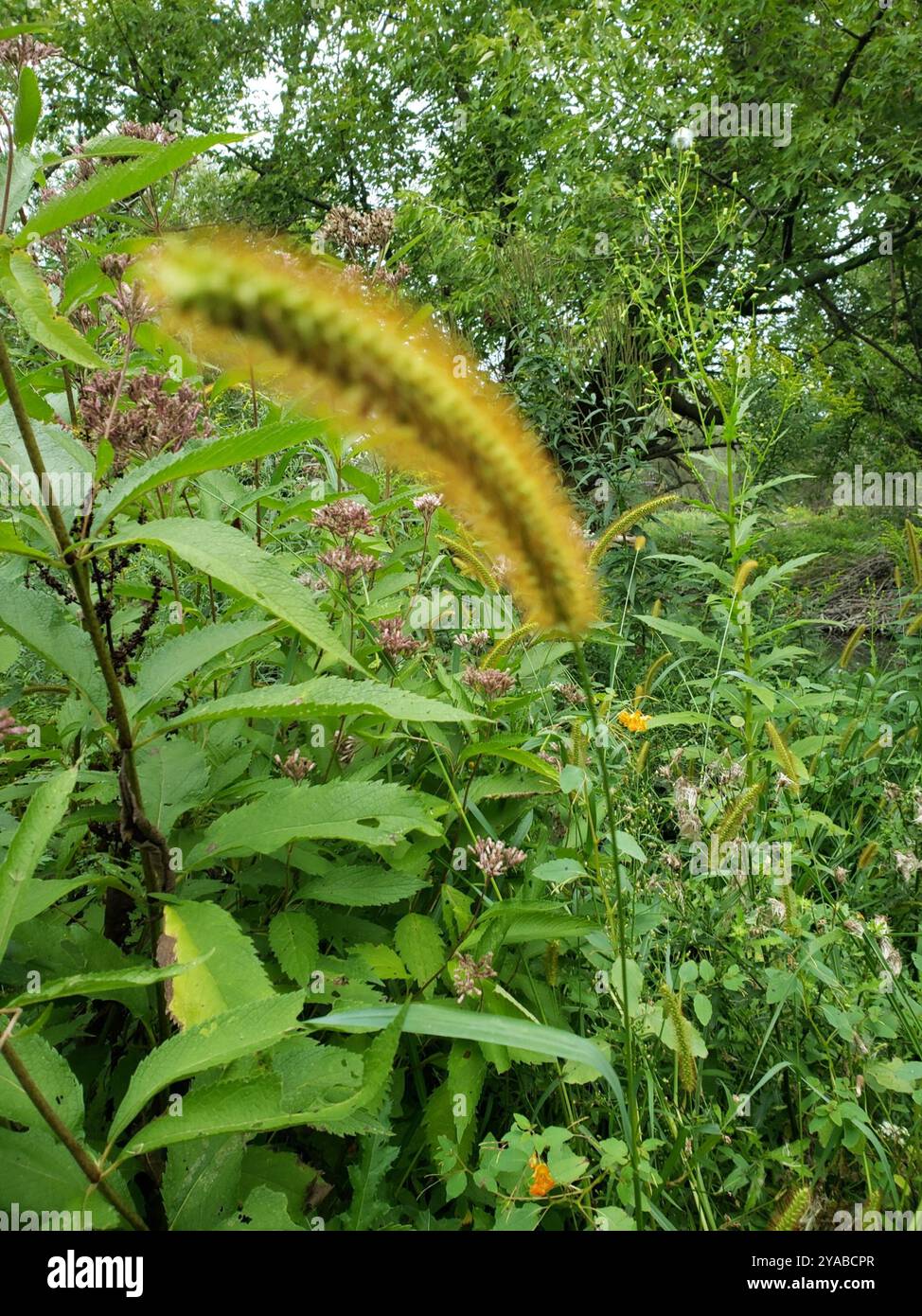 yellow foxtail (Setaria pumila) Plantae Stock Photo - Alamy