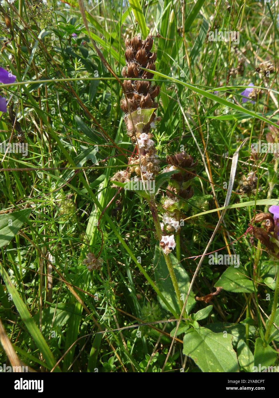 Clover Dodder (Cuscuta epithymum) Plantae Stock Photo - Alamy