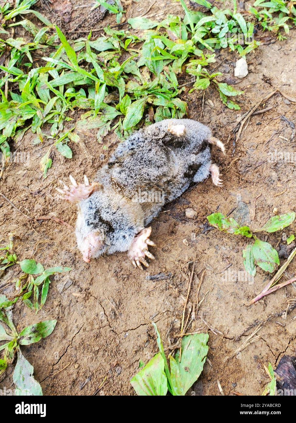 Eastern Mole (Scalopus aquaticus) Mammalia Stock Photo - Alamy