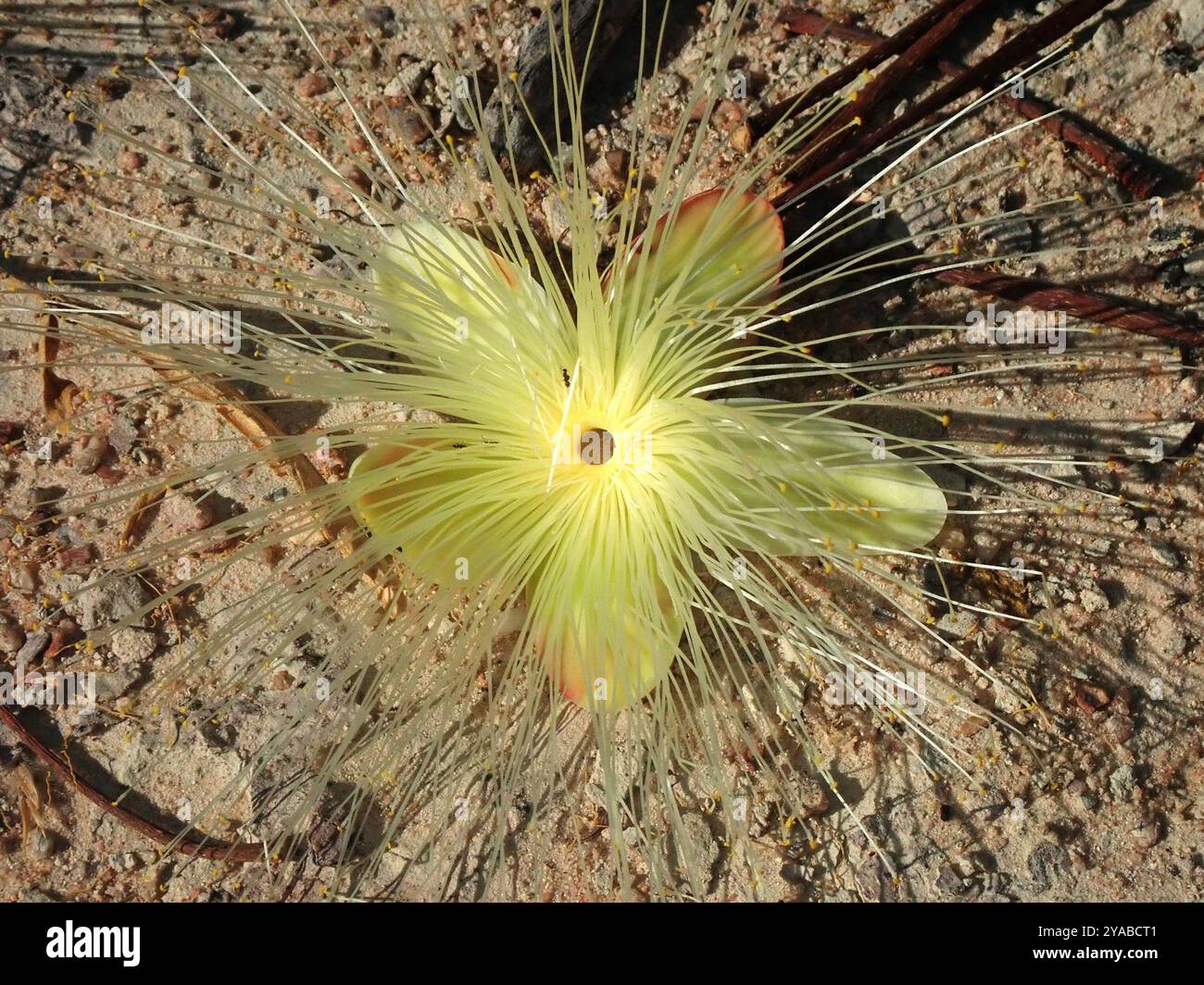 Pekea nut hi-res stock photography and images - Alamy