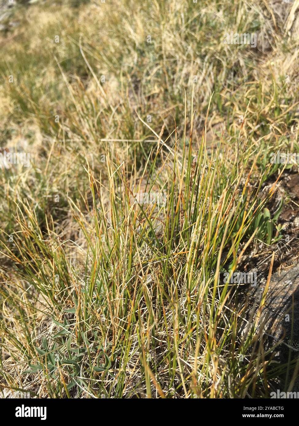 Blackroot Sedge (Carex elynoides) Plantae Stock Photo - Alamy