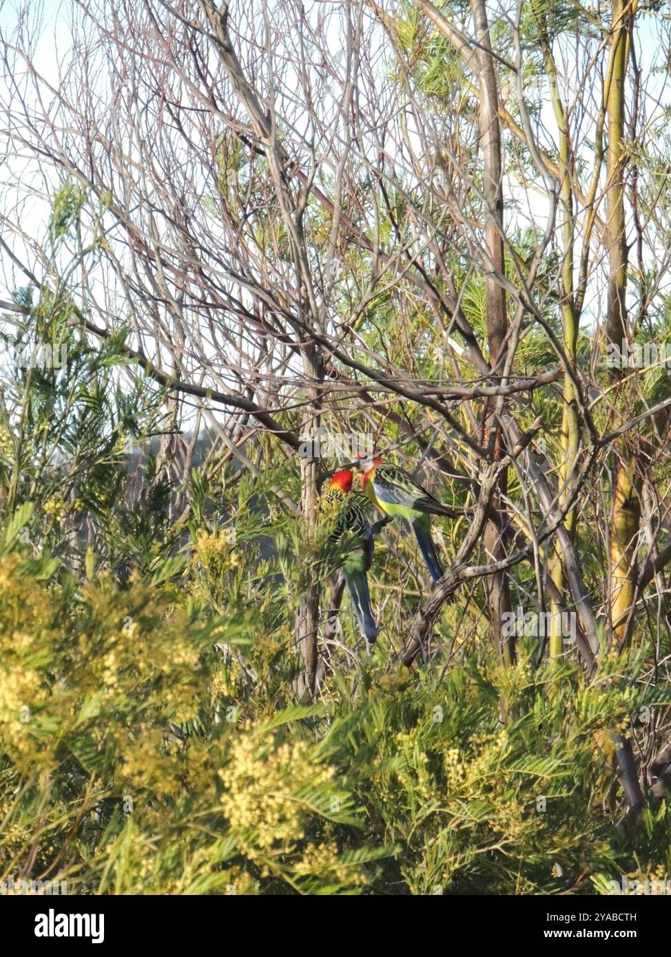 Eastern Rosella (Platycercus eximius) Aves Stock Photo - Alamy