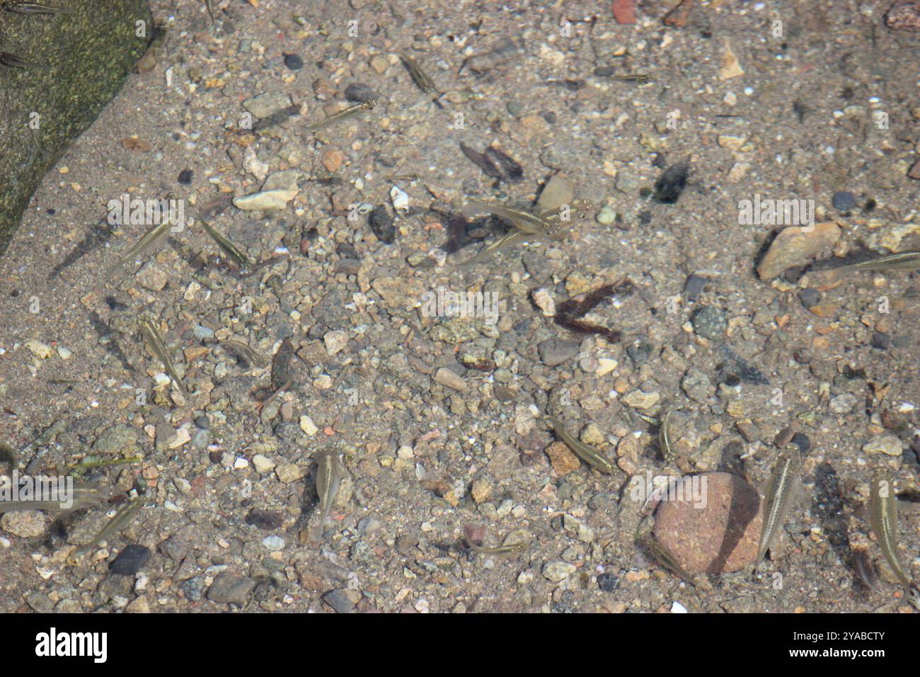 Livebearers and Lampeyes (Poeciliidae) Actinopterygii Stock Photo - Alamy