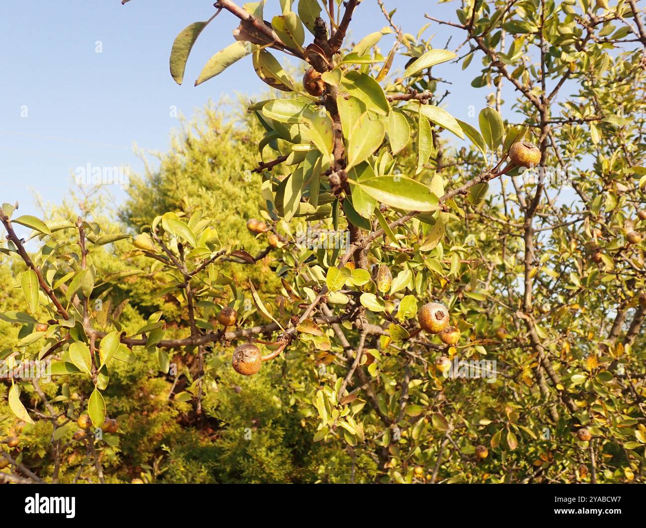 Almond-leaved pear (Pyrus spinosa) Plantae Stock Photo - Alamy