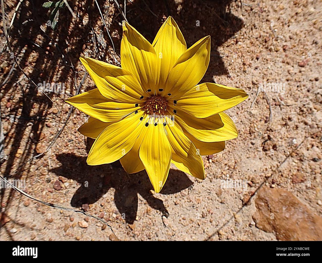 Butter Flower (Gazania krebsiana krebsiana) Plantae Stock Photo - Alamy