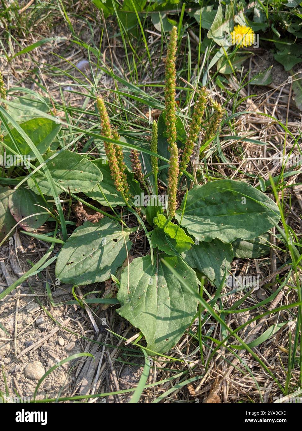 greater plantain (Plantago major) Plantae Stock Photo - Alamy