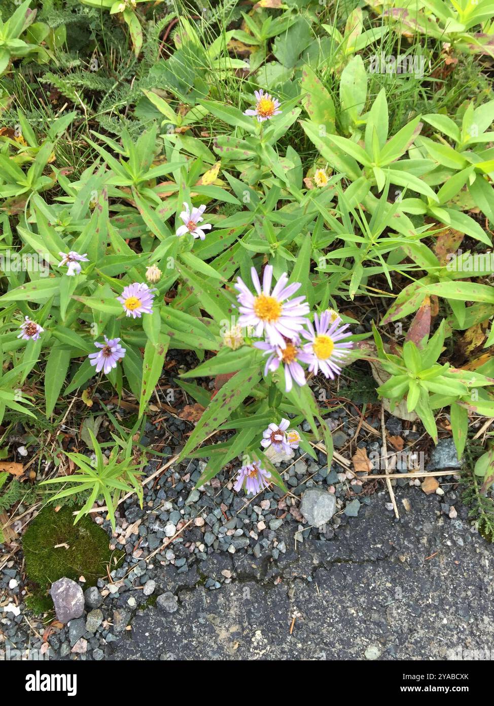 New York aster (Symphyotrichum novi-belgii) Plantae Stock Photo - Alamy