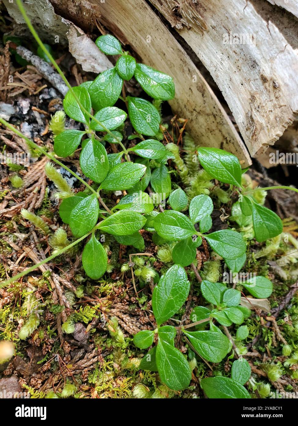 Twinflower (Linnaea borealis) Plantae Stock Photo - Alamy
