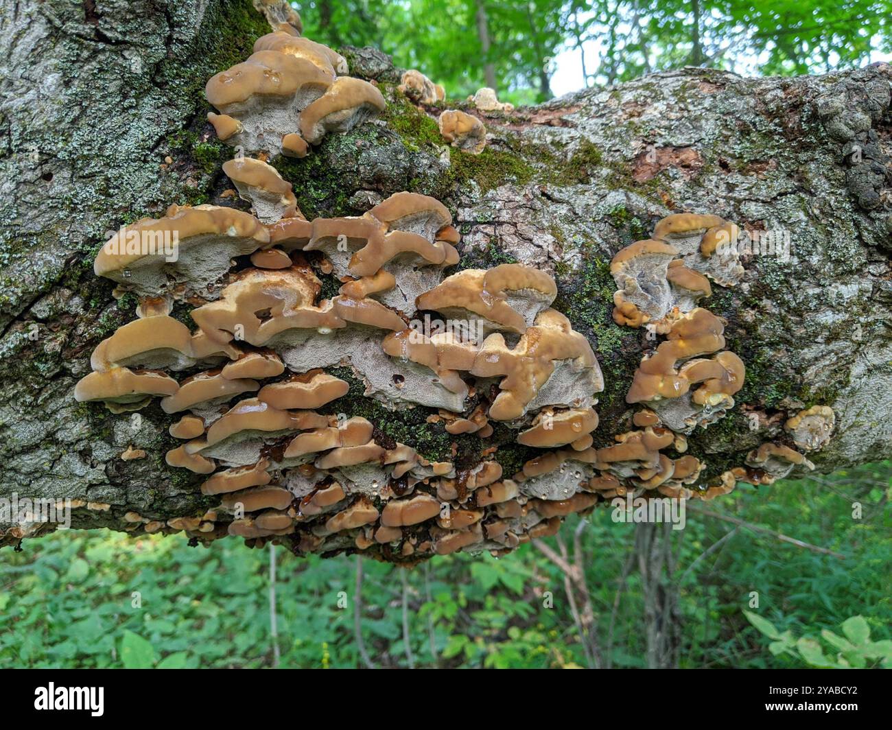 shelf fungi (Polyporales) Fungi Stock Photo - Alamy