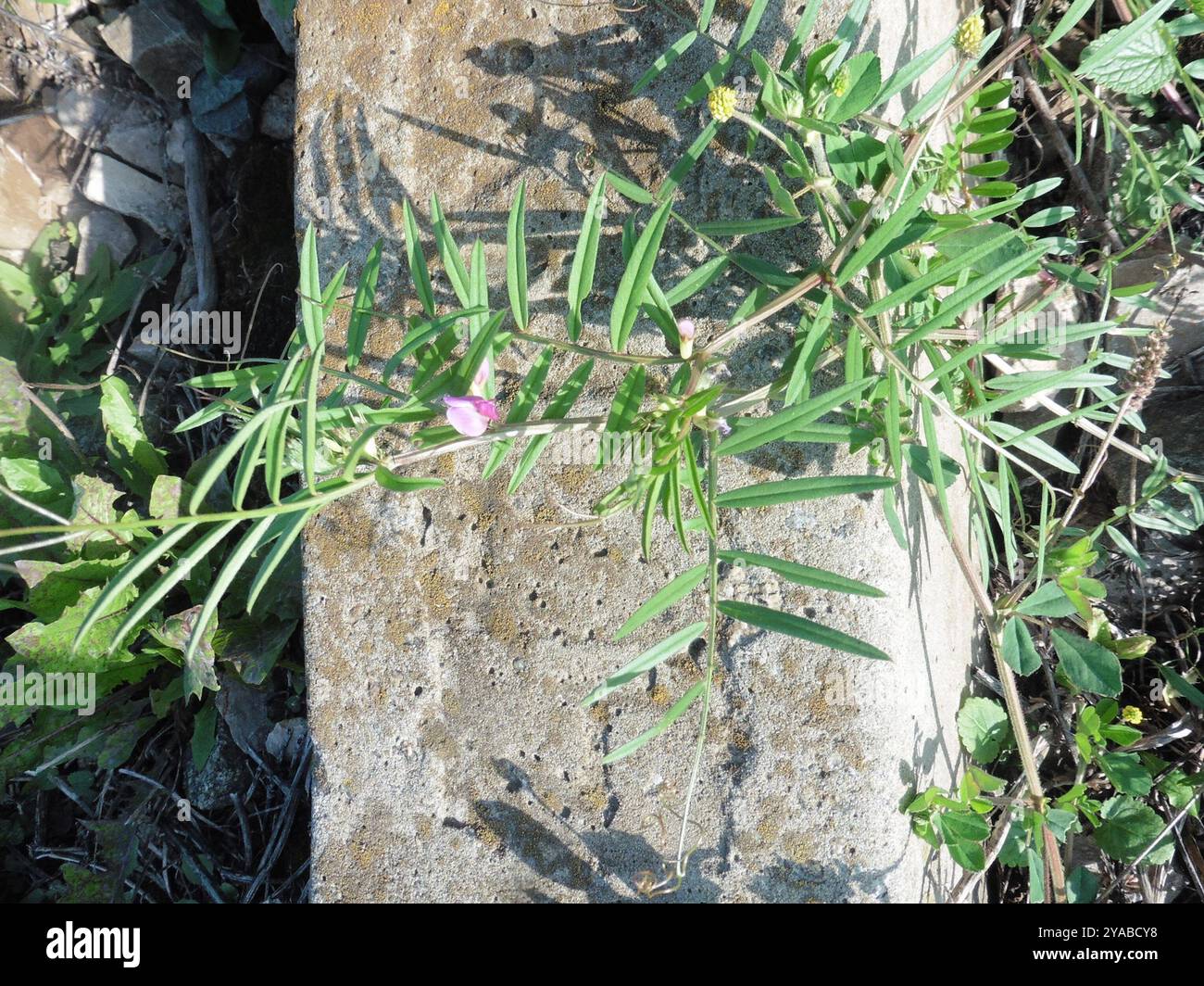 narrow-leaved vetch (Vicia sativa nigra) Plantae Stock Photo - Alamy