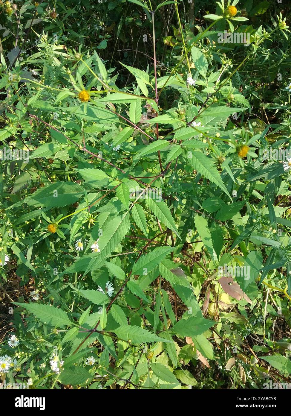 Devil's Beggarticks (Bidens frondosa) Plantae Stock Photo - Alamy