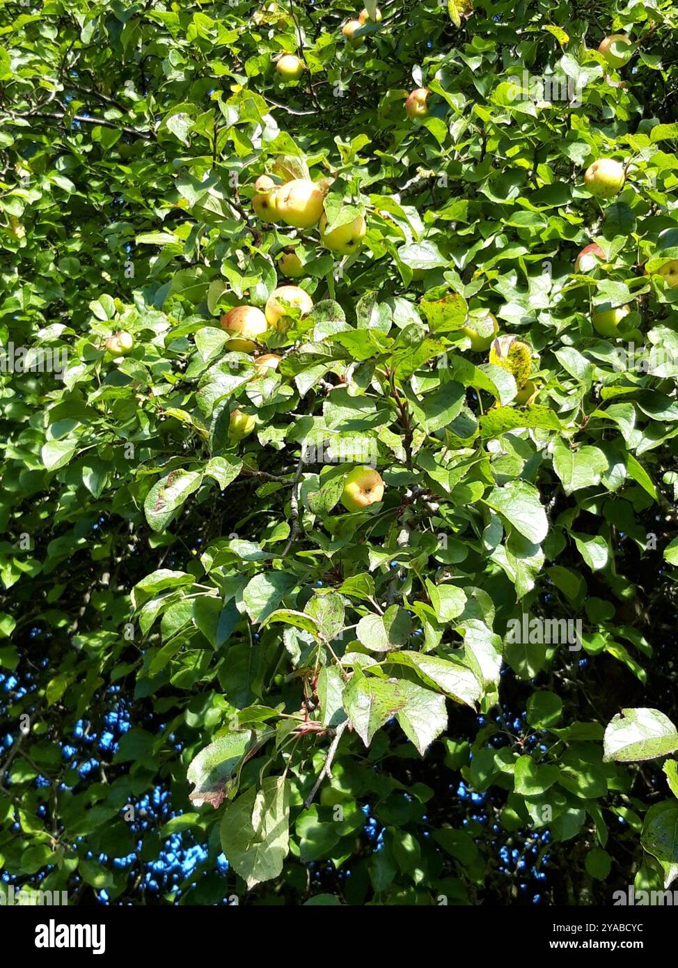 European Wild Apple (Malus sylvestris) Plantae Stock Photo - Alamy