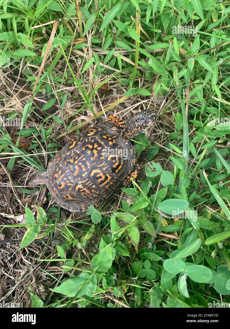 Eastern Box Turtle (Terrapene carolina carolina) Reptilia Stock Photo ...