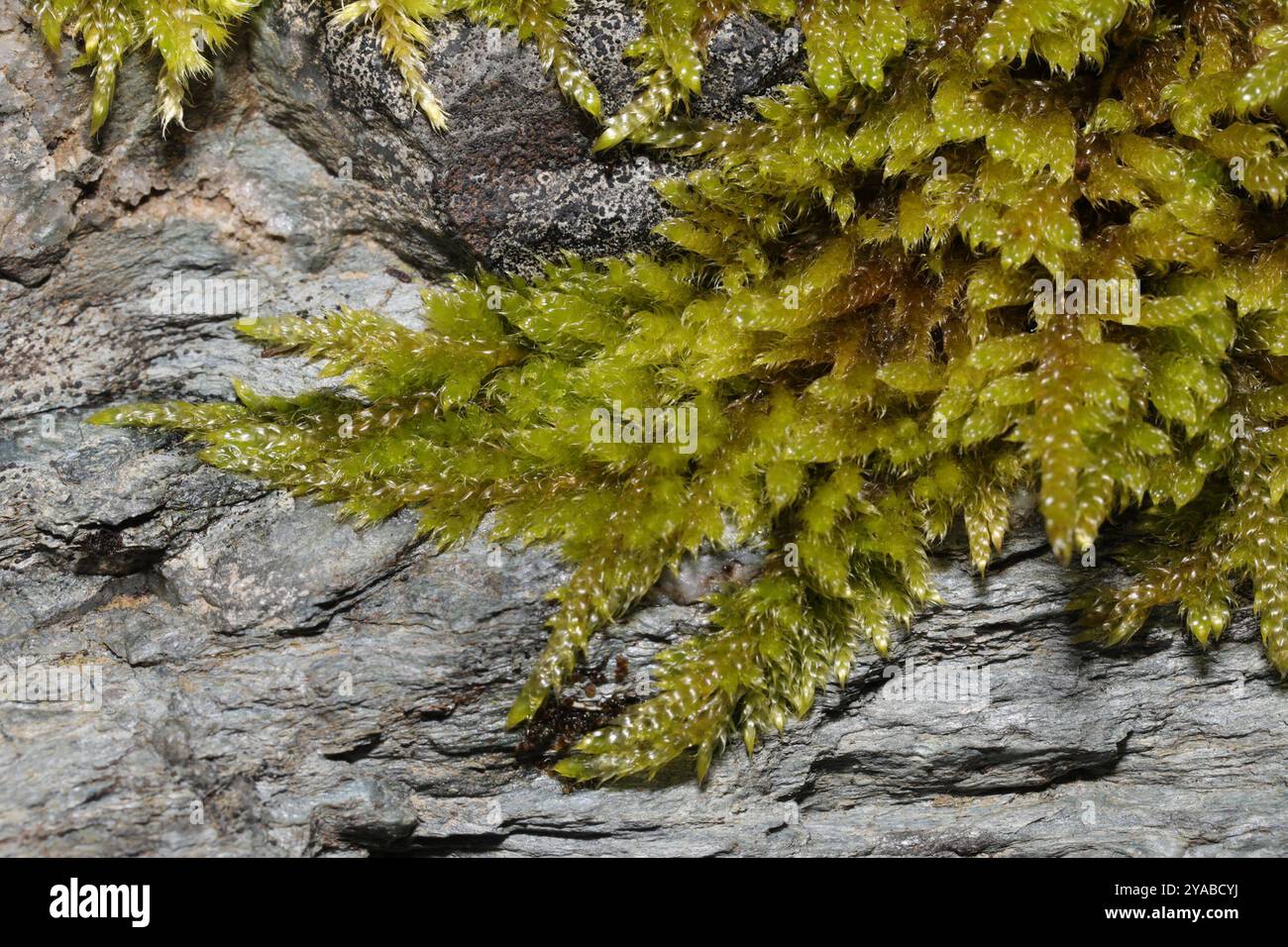 Silky Wall Feather-moss (Homalothecium sericeum) Plantae Stock Photo ...