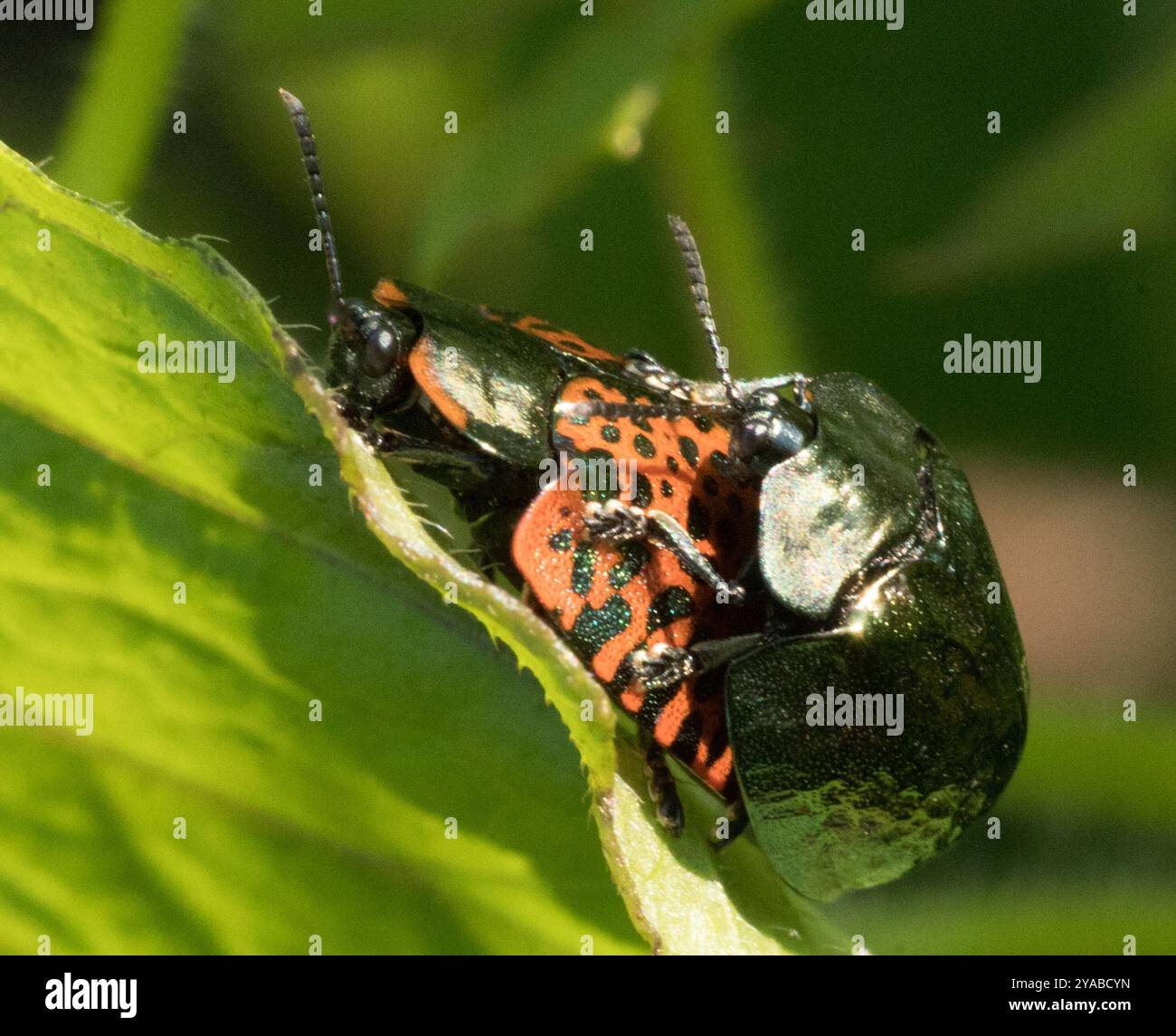 (Stolas lacordairei) Insecta Stock Photo - Alamy