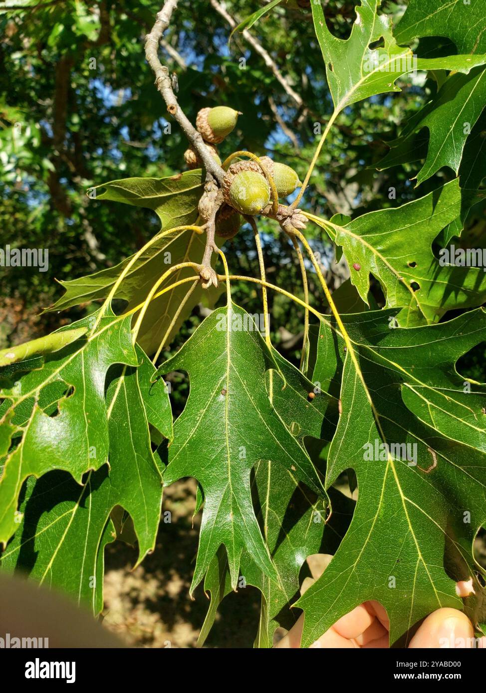 black oak (Quercus velutina) Plantae Stock Photo - Alamy