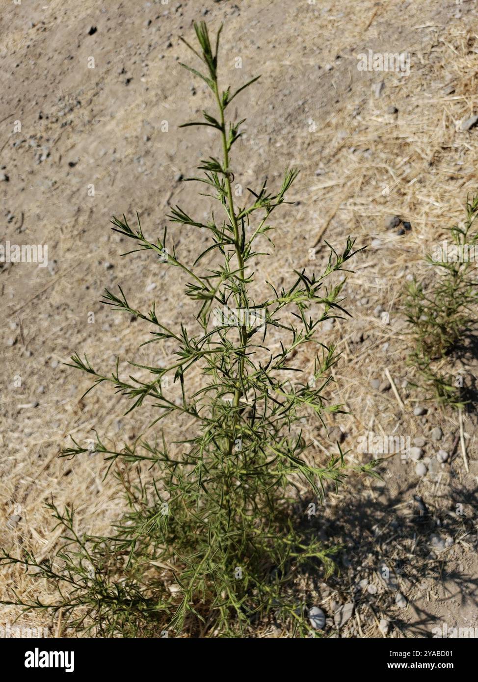 Stinkwort (Dittrichia graveolens) Plantae Stock Photo - Alamy