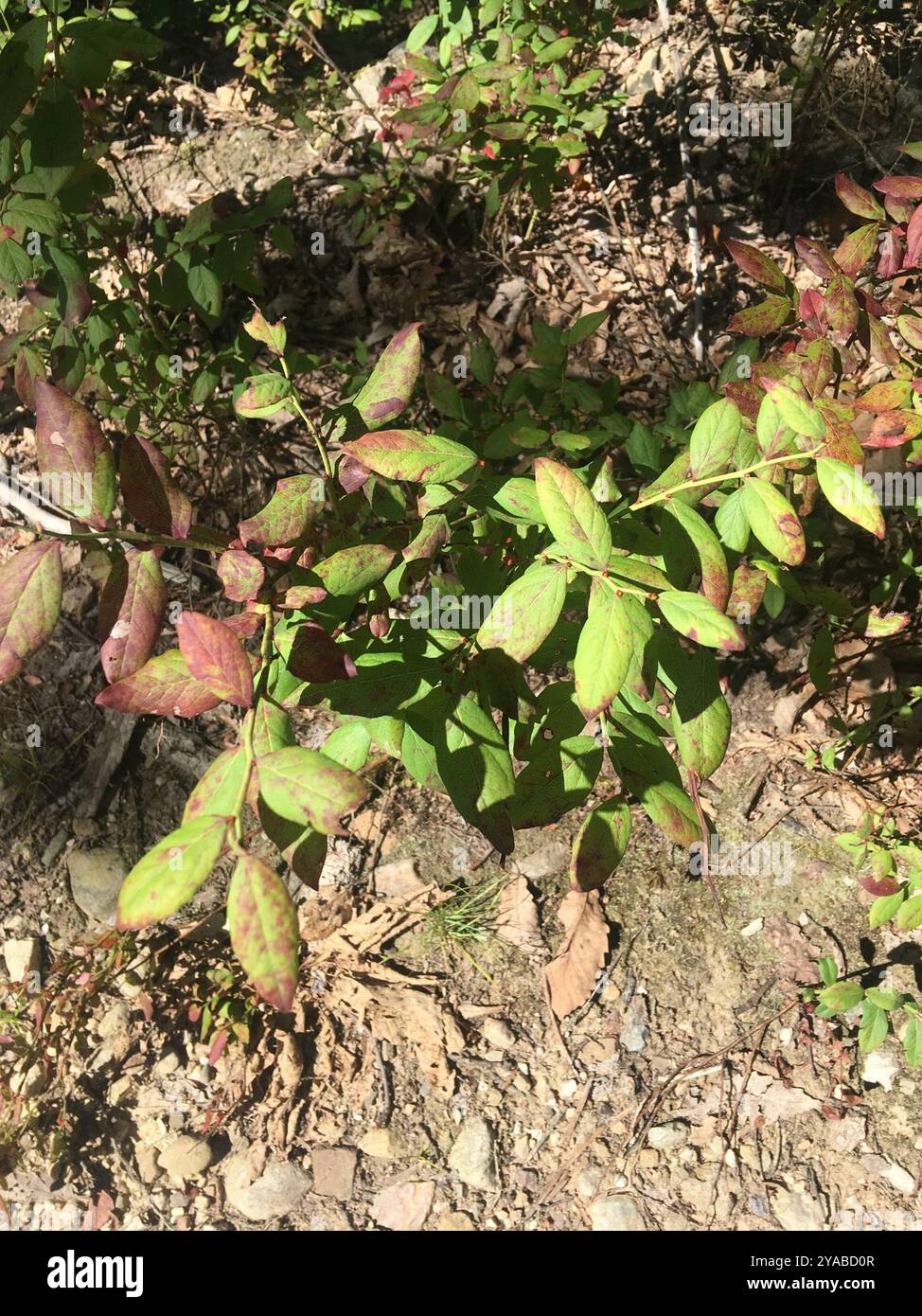 Northern highbush blueberry (Vaccinium corymbosum) Plantae Stock Photo ...
