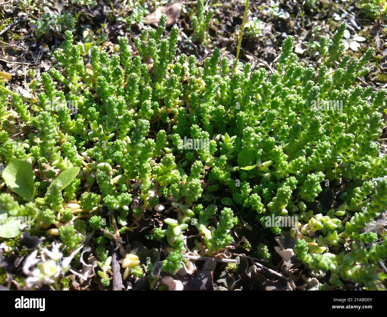 Biting Stonecrop (Sedum acre) Plantae Stock Photo - Alamy