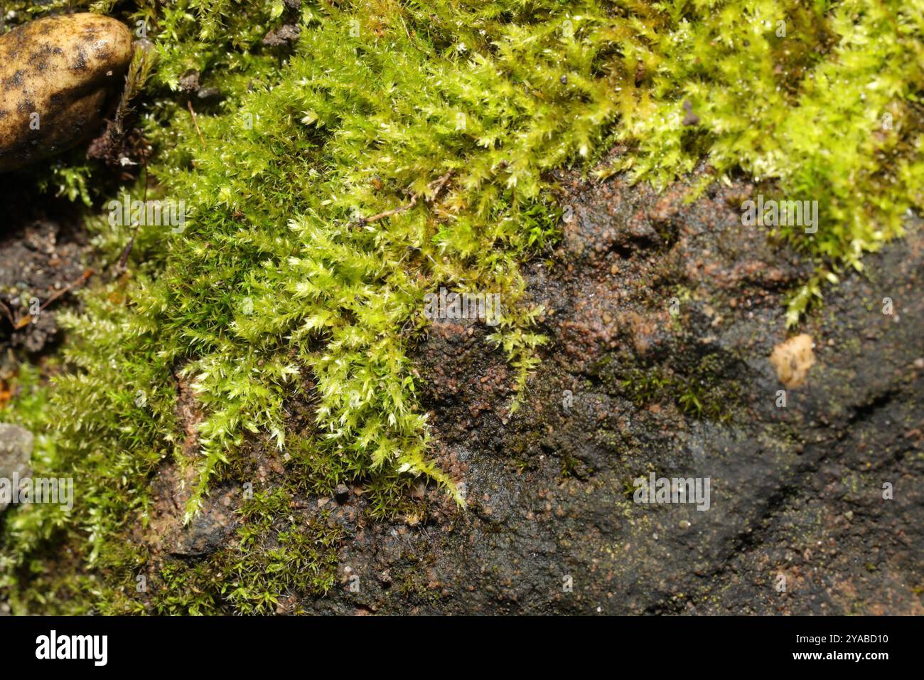 Rough-stalked Feather-moss (Brachythecium rutabulum) Plantae Stock ...