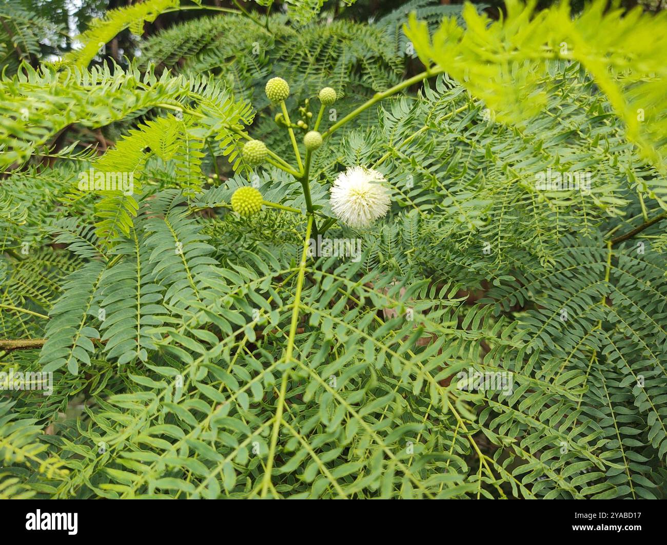 White leadtree (Leucaena leucocephala) Plantae Stock Photo - Alamy