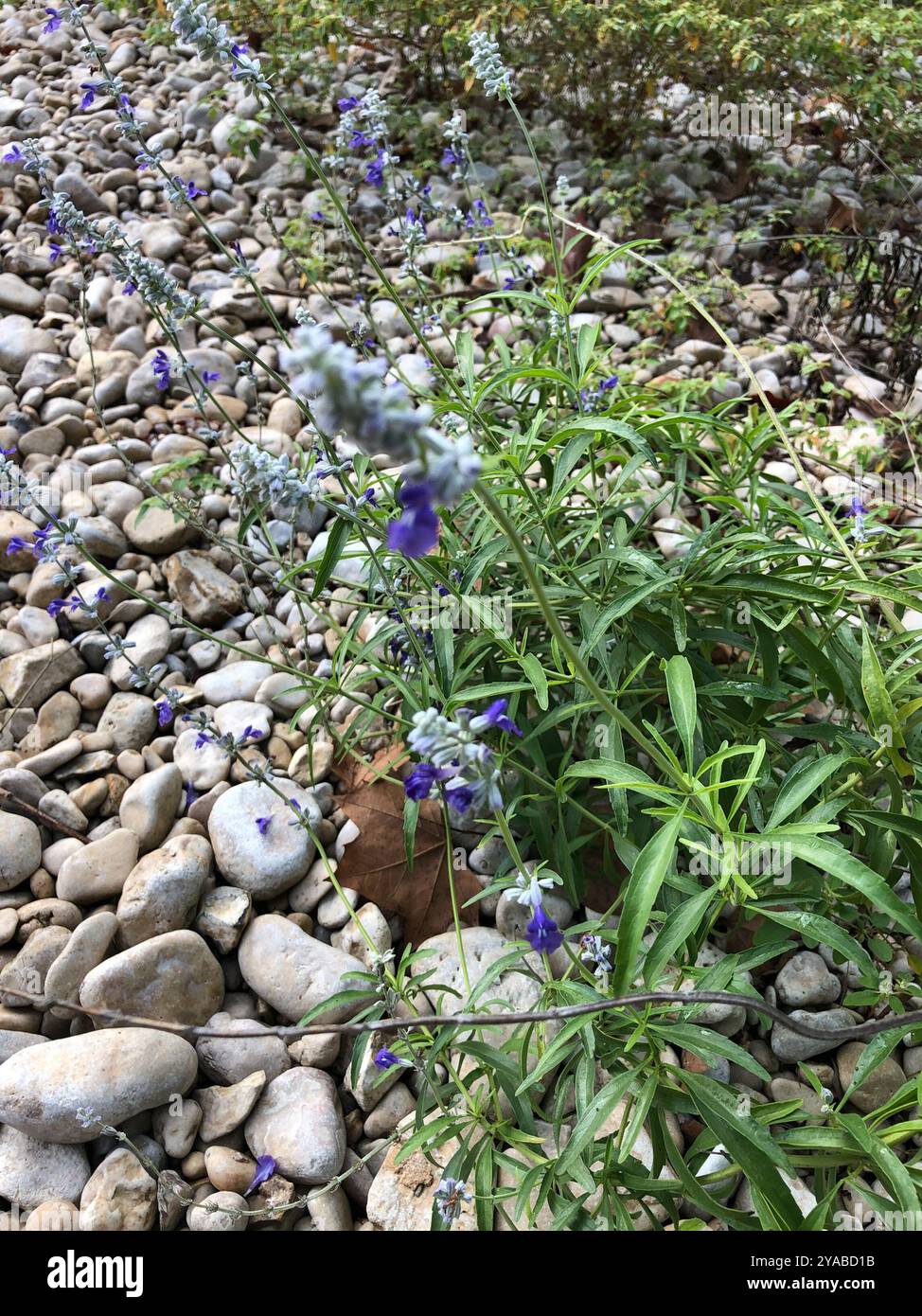 Mealy Blue Sage (Salvia farinacea) Plantae Stock Photo - Alamy