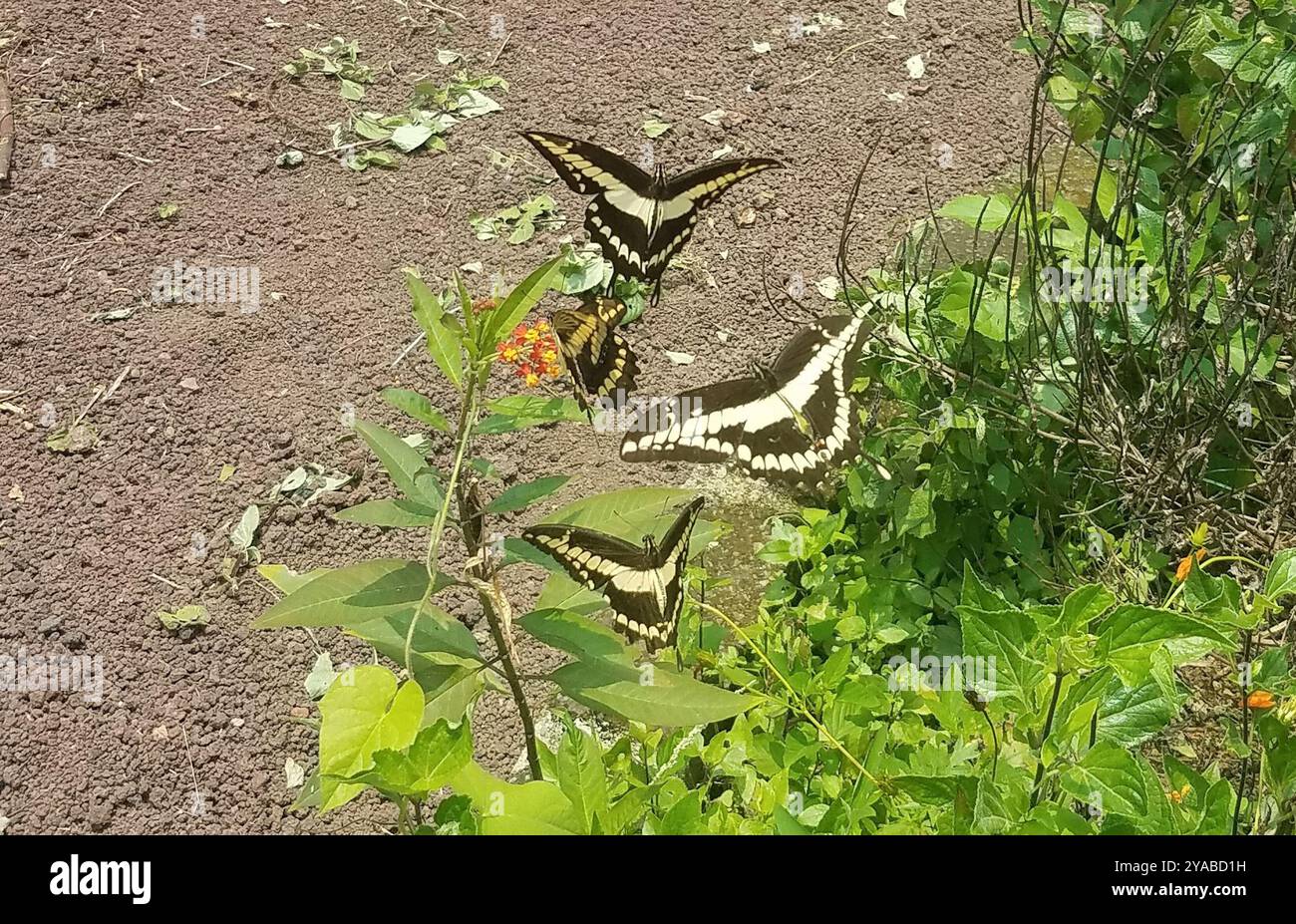 (Heraclides thoas autocles) Insecta Stock Photo - Alamy