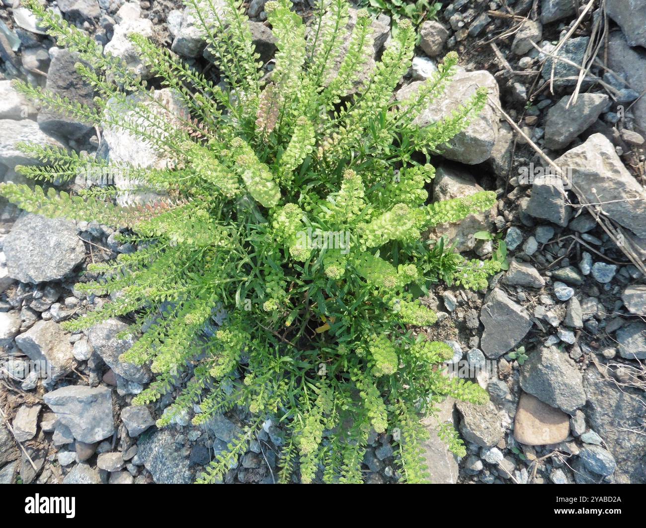 Common Peppergrass (Lepidium densiflorum) Plantae Stock Photo - Alamy