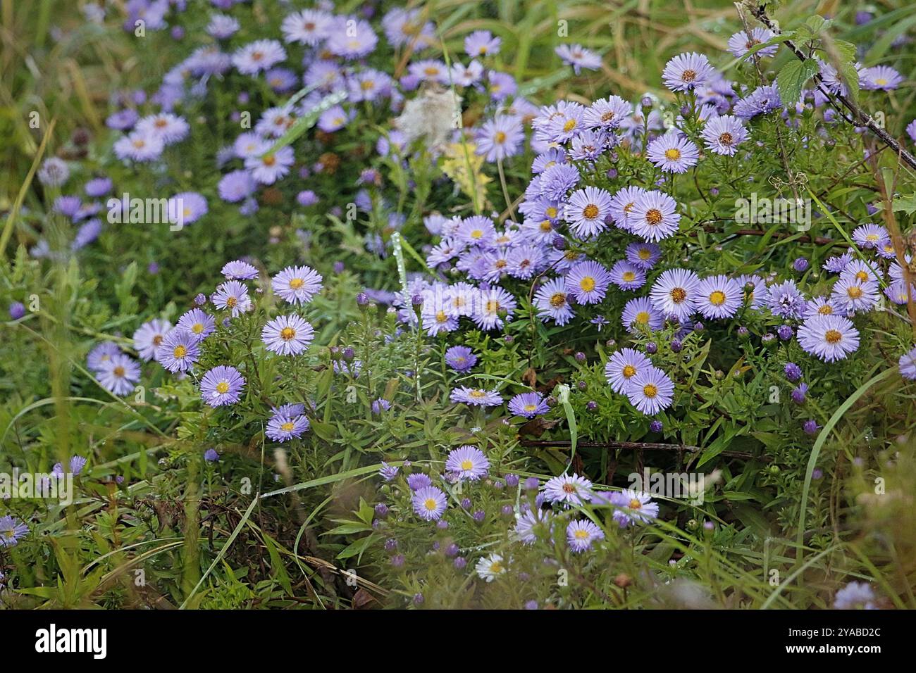 New York aster (Symphyotrichum novi-belgii) Plantae Stock Photo - Alamy