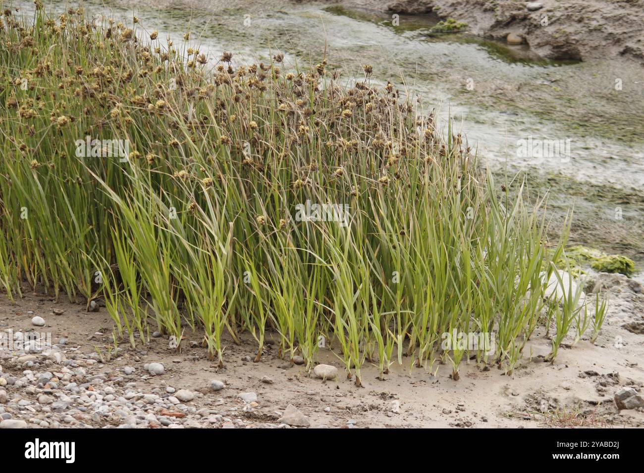American three-square bulrush (Schoenoplectus americanus) Plantae Stock ...