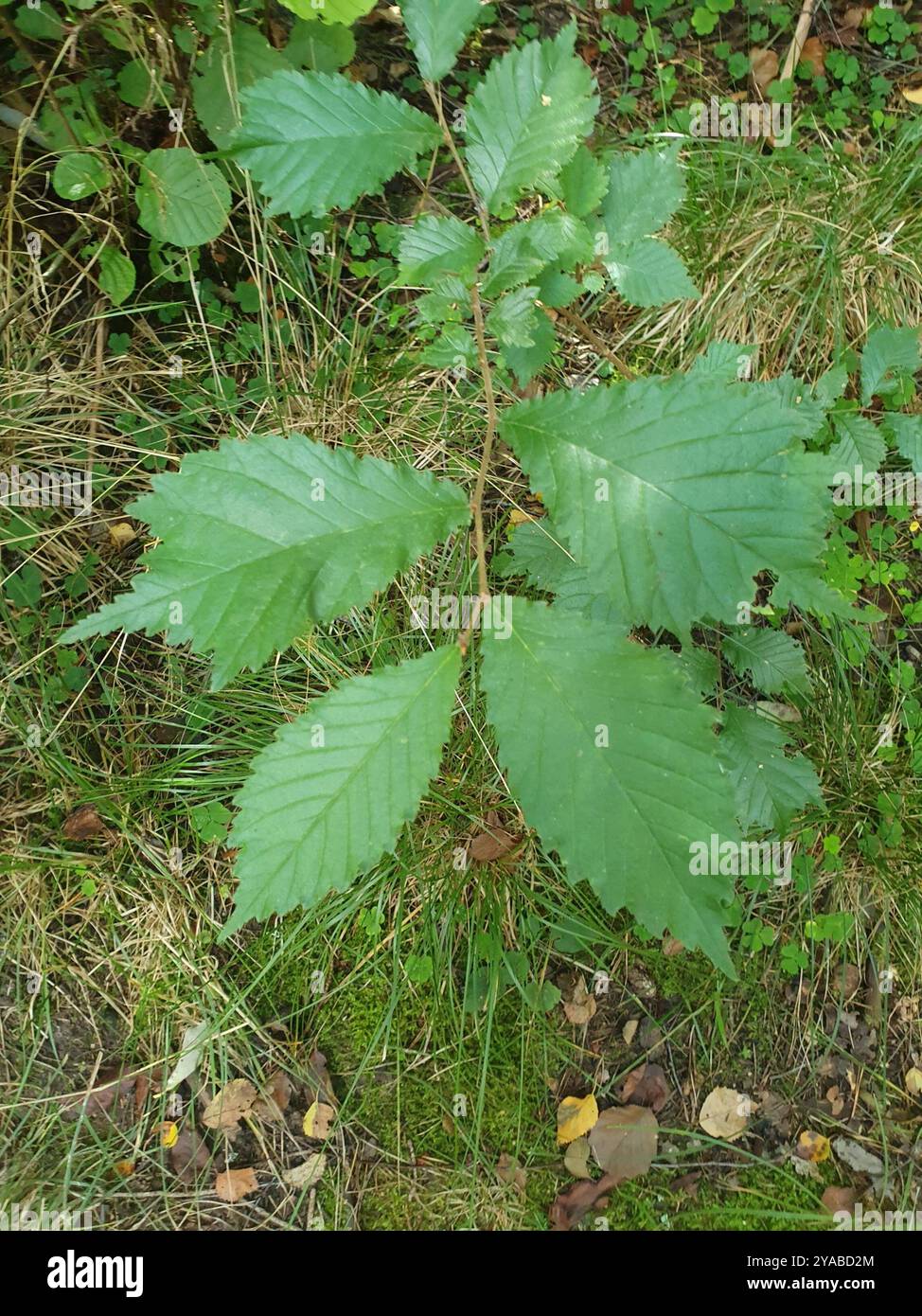 Wych Elm (Ulmus glabra) Plantae Stock Photo - Alamy