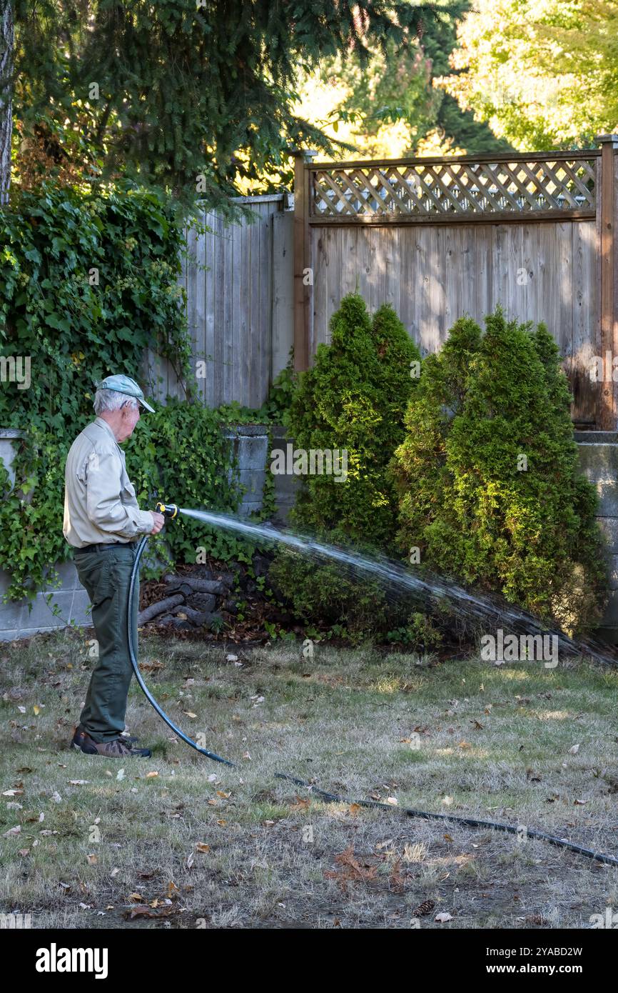 Senior man with garden hose and spray nozzle hand watering a row of ...