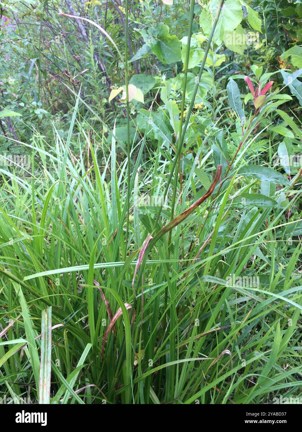 dark green bulrush (Scirpus atrovirens) Plantae Stock Photo - Alamy