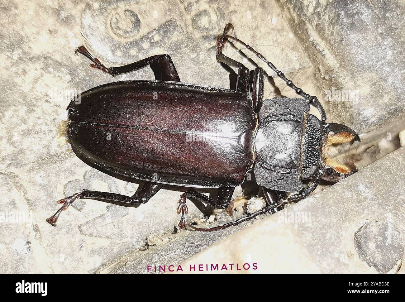 (Mallodon spinibarbis) Insecta Stock Photo - Alamy