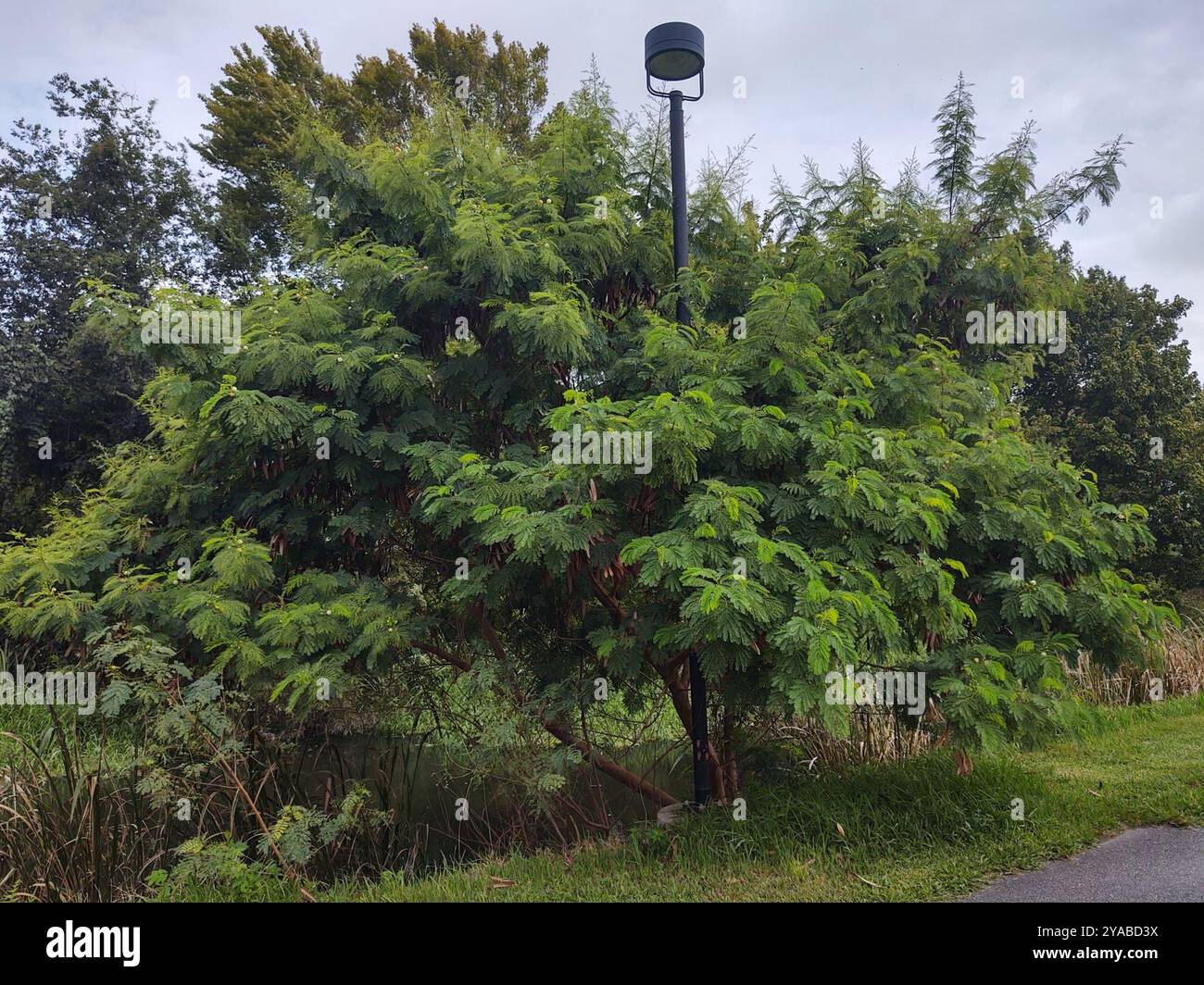 White leadtree (Leucaena leucocephala) Plantae Stock Photo - Alamy
