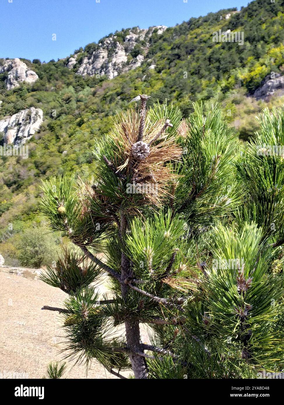 Crimean Pine (Pinus nigra pallasiana) Plantae Stock Photo - Alamy