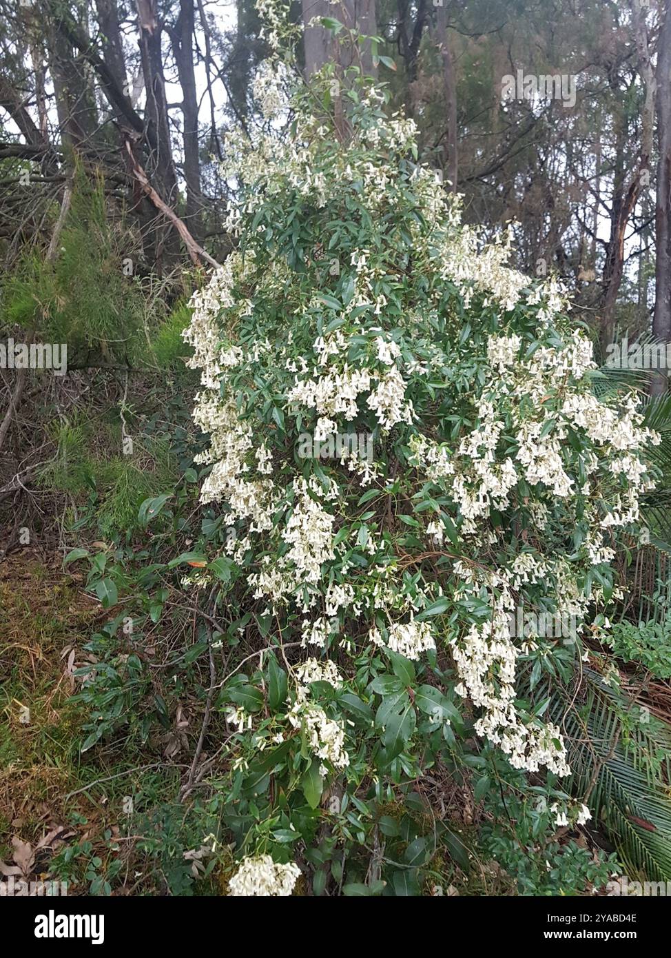 wonga vine (Pandorea pandorana) Plantae Stock Photo - Alamy
