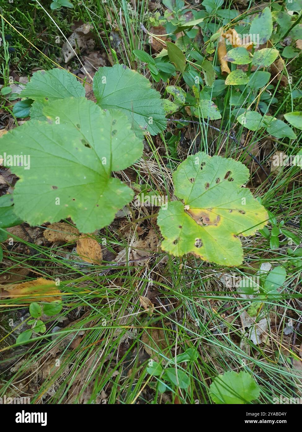cloudberry (Rubus chamaemorus) Plantae Stock Photo - Alamy