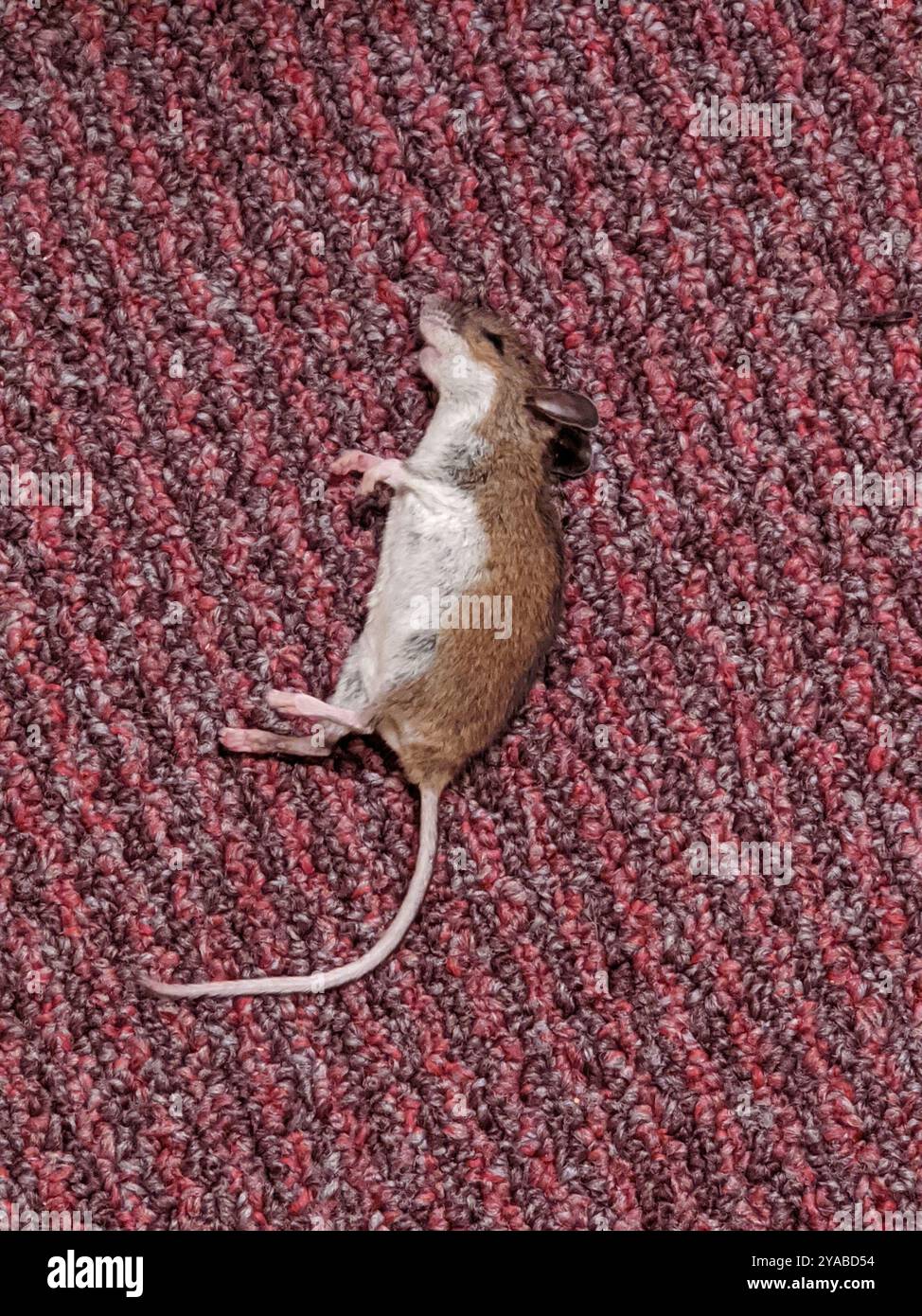 White-footed Mouse (Peromyscus leucopus) Mammalia Stock Photo - Alamy