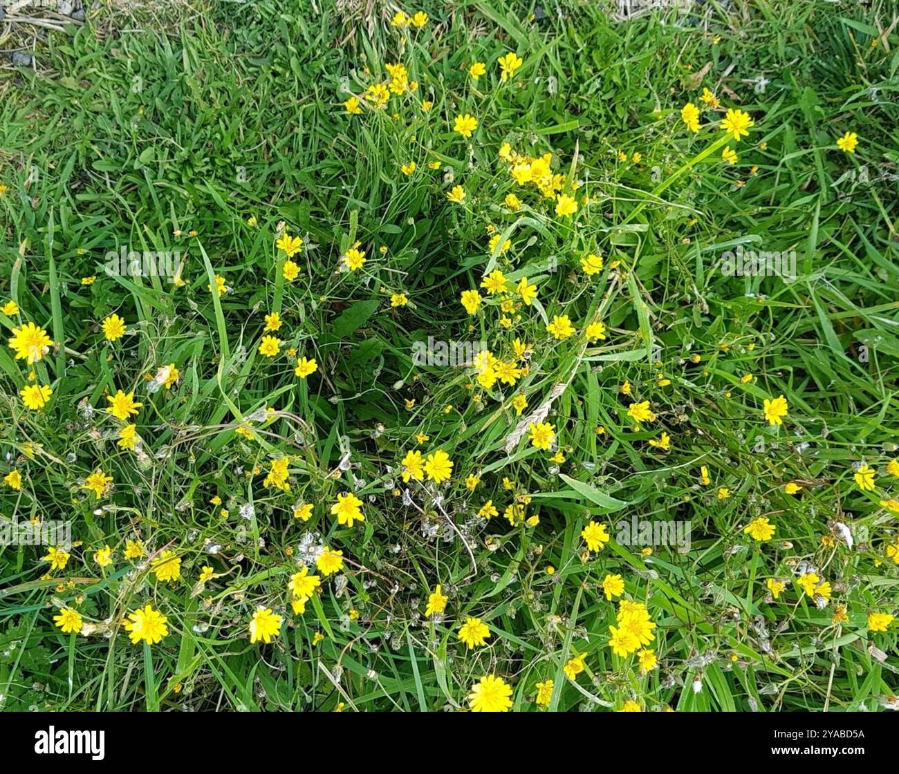 Autumn Hawkbit (Scorzoneroides autumnalis) Plantae Stock Photo - Alamy