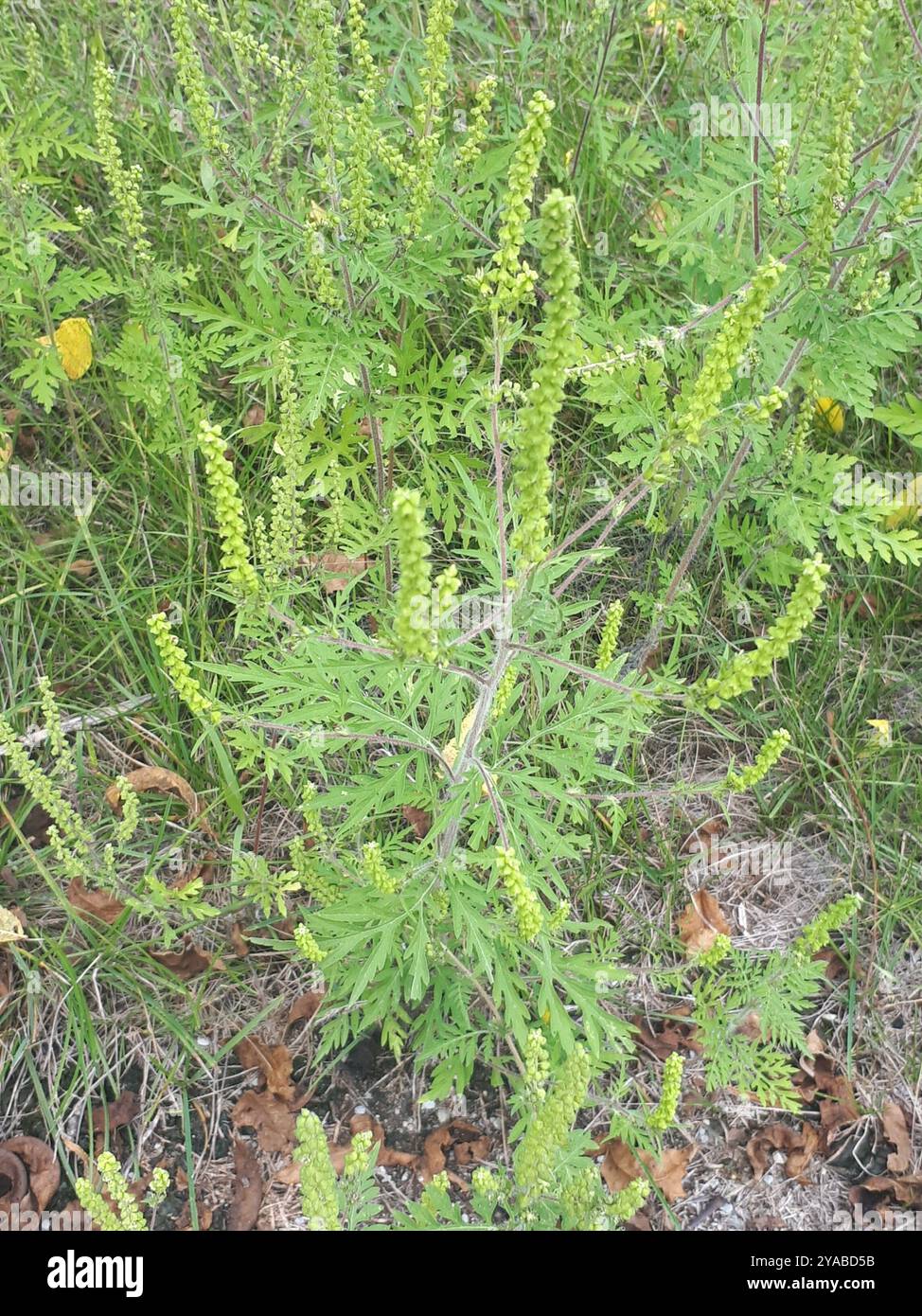 common ragweed (Ambrosia artemisiifolia) Plantae Stock Photo - Alamy