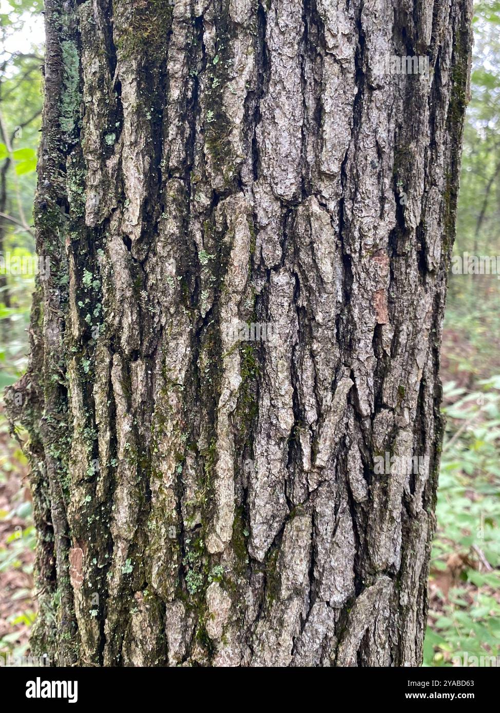 swamp white oak (Quercus bicolor) Plantae Stock Photo - Alamy