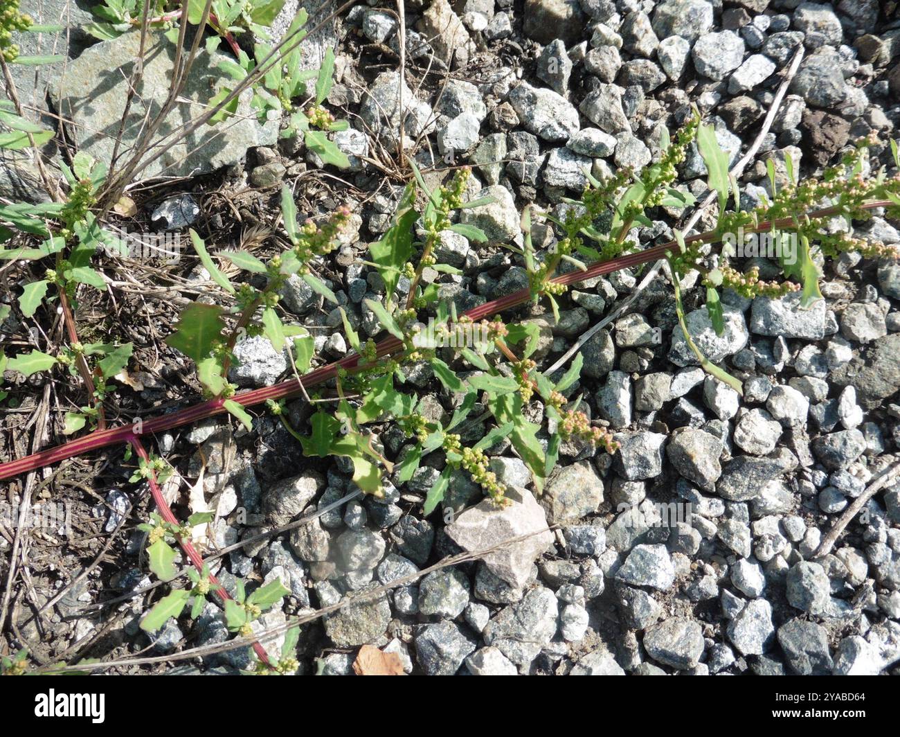 oak-leaved goosefoot (Oxybasis glauca) Plantae Stock Photo - Alamy