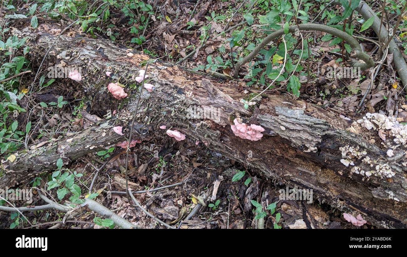 Coral-pink Merulius (Phlebia incarnata) Fungi Stock Photo - Alamy