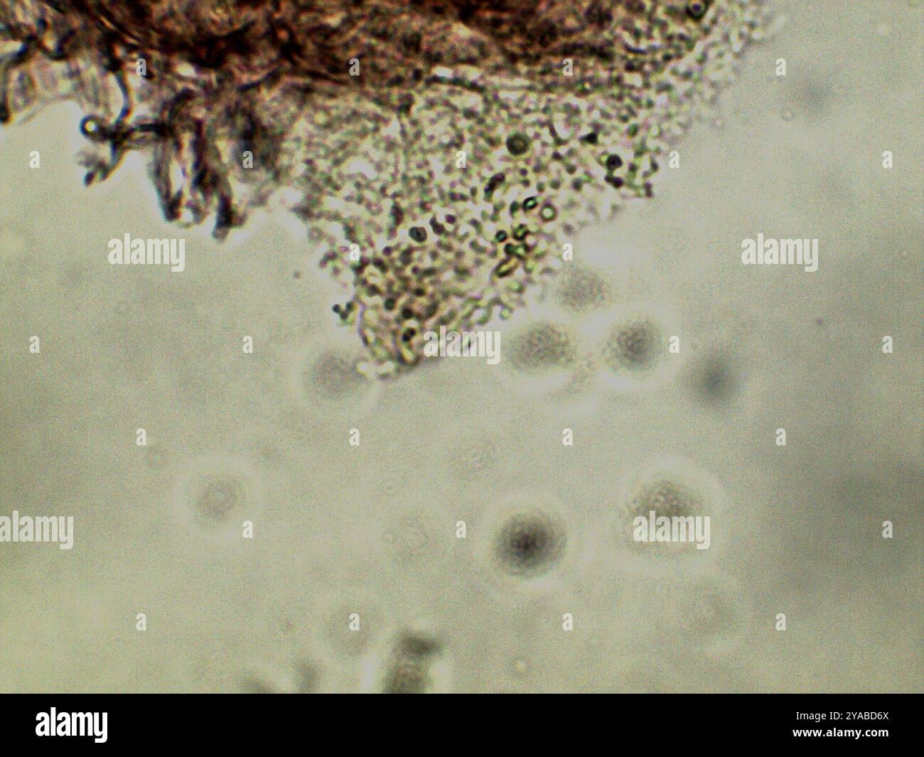 Mycena vitilis hi-res stock photography and images - Alamy